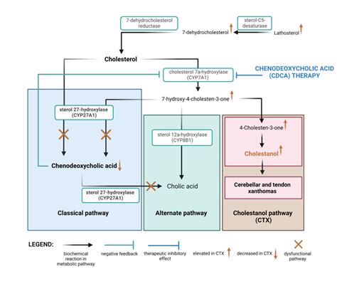 The Molecular Pathogenesis Of Ctx The Image Shows The Normally Download Scientific Diagram