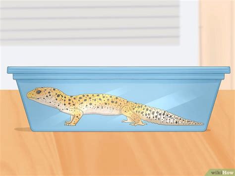 How To Sex Leopard Geckos 3 Things To Look For