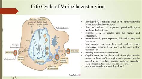 Chickenpox Pathophysiology Pptx