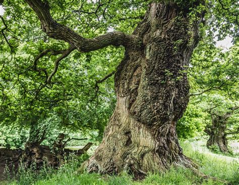 Tree Survey Southampton Arboricultural Consultancy Services Tree Surveys