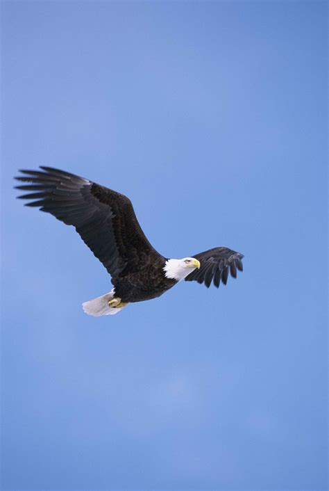 Free Picture Bald Eagle Flying Clear Blue Sky