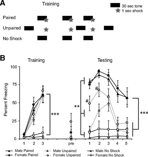 Sex Differences In Bnst And Amygdala Activation By Contextual Cued