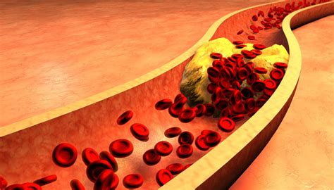 The Cholesterol Metabolism And Your Sex Hormones
