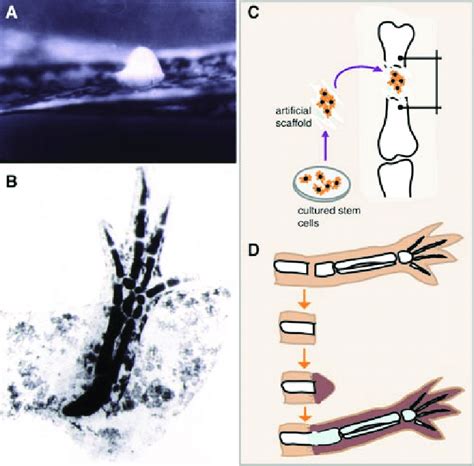Morphogenetic Autonomy And Its Implications For Regeneration A A