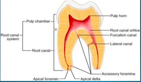 The Dental Pulp Complex Flashcards Quizlet