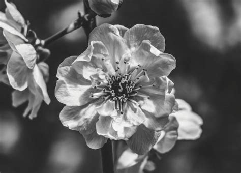 40100 Perzikboom Fotos Stockfotos Afbeeldingen En Royalty Free