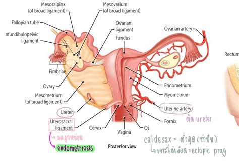 Gubernaculum Ovary