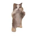 “happy Cat” Tenor