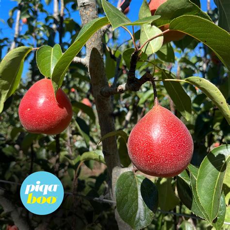Piqa Boo Pear Australia