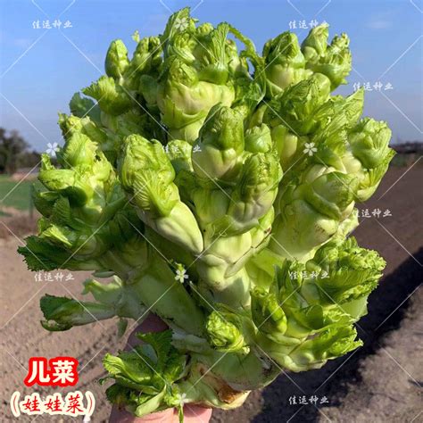 正宗四川胖儿菜种子娃娃菜抱儿菜籽抱子芥嫩脆好吃蔬菜种孑包邮虎窝淘