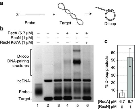 Recn Stimulates Reca Dependent D Loop Formation A Schematic Of Download Scientific Diagram