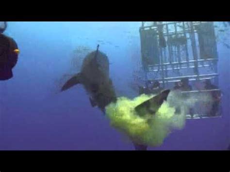 Shark Fart Youtube