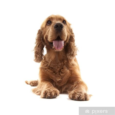 Wall Mural Cocker Spaniel Pixersus