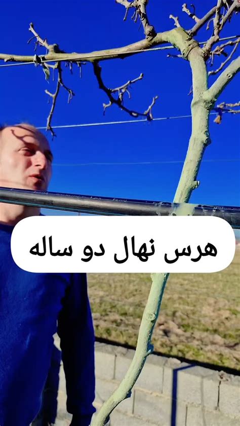 ‎🥝آقای کیوی ایران🥝‎ ‎فاصله استاندارد در سطح زمین، فاصله کاشت صحیح به افزایش جریان هوا کمک می
