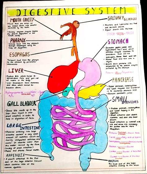 Digestive System Human Digestive System Biology Notes Digestive System
