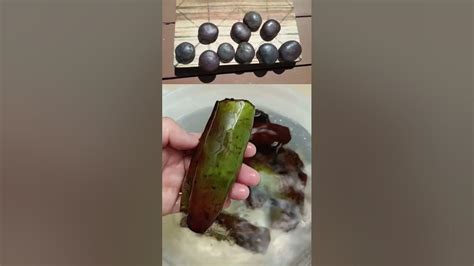 洋榼藤子跟台灣本土的榼藤子在我重混影片時相遇了seabeans Are Fun 榼藤子 Seabean 海豆 Youtube