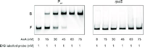 the emsa detection for the target protein aira with ler promoter and