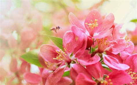 Worlds Most Beautiful Flowers Wallpapers Top Free Worlds Most