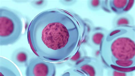 Conoce MÁs Sobre CÉlulas Mesenquimales Centro Terapia Del Dolor