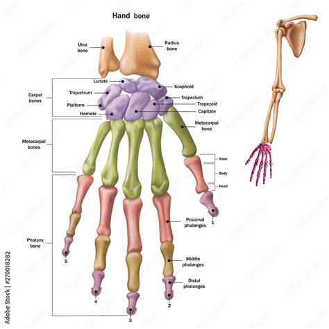 Bones Of The Human Hand With The Name And Description Of All Sites