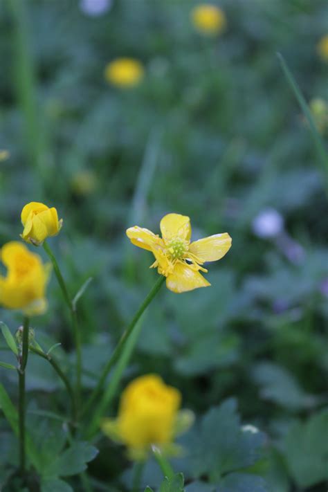 Marthawollerpics Photos Download The Best Free Marthawollerpics