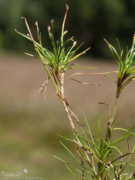 Género Isolepis | Flora-On