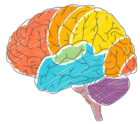 5 Ways Teaching About Neuroplasticity Improves Grades How To Learn
