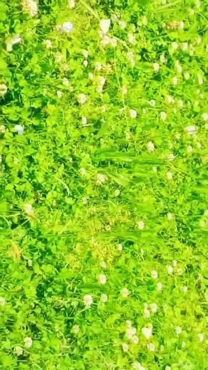 Nature Blue Green Grass And Beauty View Viewnaturegreengrassblue