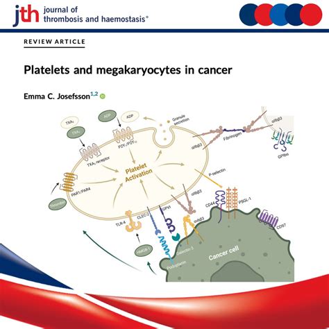 🩺 Platelets And Megakaryocytes In Cancer This Review Explores The Dual