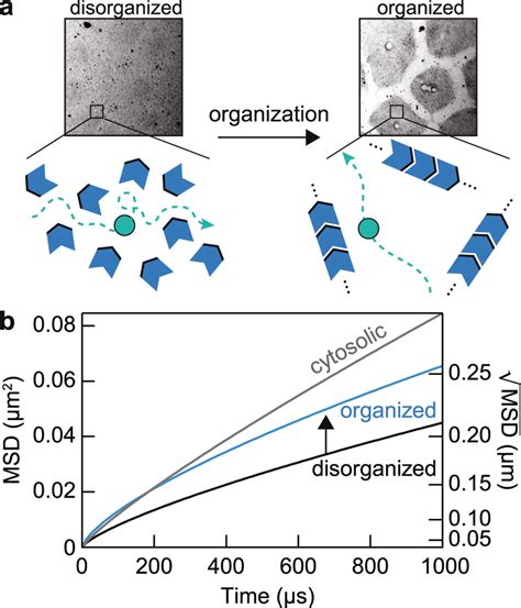 Organized Cytoplasm Optimizes Short Range Diffusion By Reorganizing