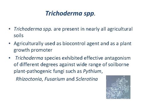 Molecular Characterization Of Trichoderma Isolates As Biological Control