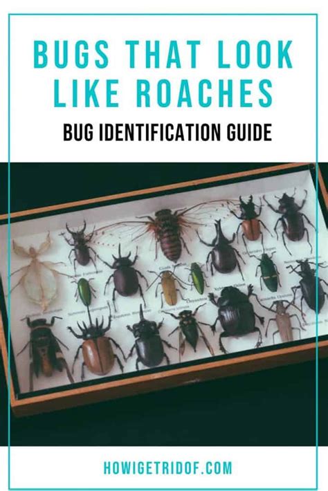 Bugs That Look Like Roaches Bug Identification Guide How I Get Rid Of