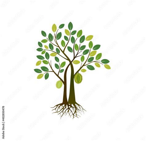 Durian Tree Vector Illustrations Stock Vector Adobe Stock