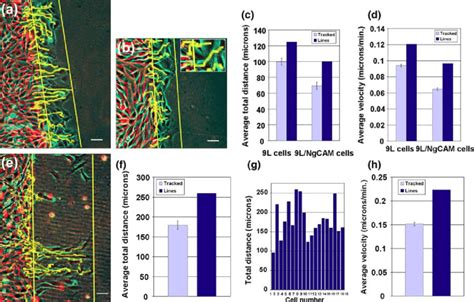 Super Scratch Assay Comparison With Conventional Scratch Assay A