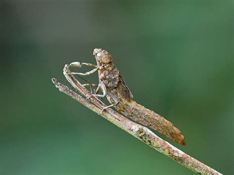 Tetracanthagyna Bakeri From Bulusan Sorsogon Philippines On April 22