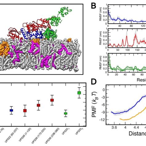 All Atom Md Simulations Of The Escrt Ii Complex Bound To The Membrane Download Scientific