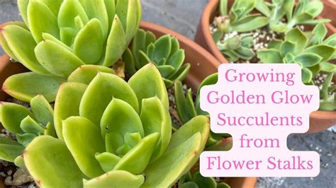 Growing Golden Glow Succulents From Flower Stalks Youtube
