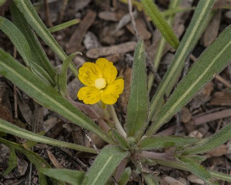 Spencer Evening Primrose