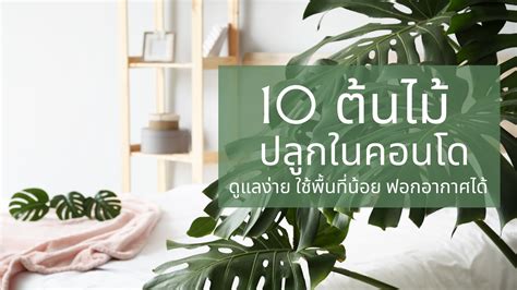 10 ต้นไม้ปลูกในคอนโด ดูแลง่าย ใช้พื้นที่น้อย ฟอกอากาศได้