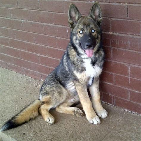 Meet The Gerberian Shepsky The German Shepherd Husky Mix Artofit