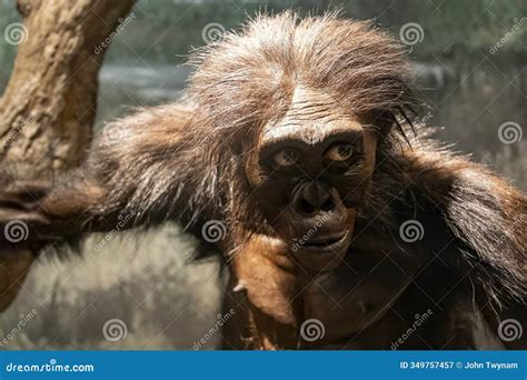 Australopithecus Afarensis Exhibit Editorial Photography Image Of Lucy Hominin 349757457