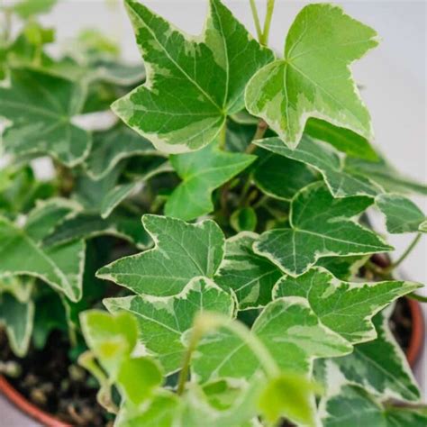 English Ivy Hedera Helix Indoor And Outdoor Hanging Plant