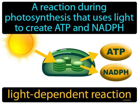 What Is The Light Dependent Reaction Easy To Understand