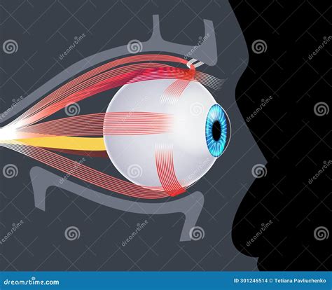 Extraocular Muscles Anatomy Vector Illustration