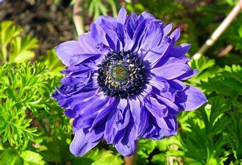 Anemon Bunga Biru Musim Foto Gratis Di Pixabay Pixabay