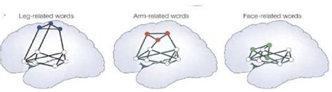 Multiple Stream Models Of Receptive Language Functions Organized Into