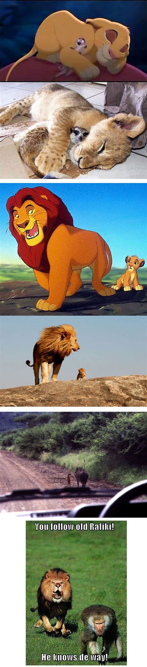 The Lion King In Real Life Media Chomp