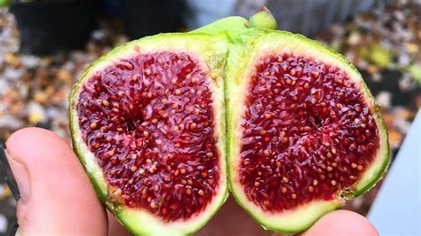 The Scoop On 30 Fig Varieties Desert King Brown Turkey Black