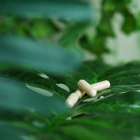 Microdose Sample Kit Magic Mushroom Capsules