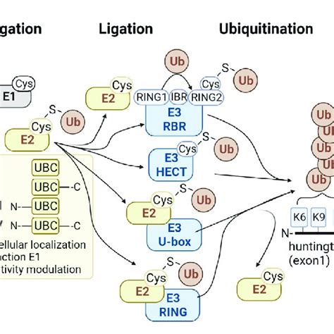 Method Of Action Of Enzyme Classes Involved In The Ubiquitination